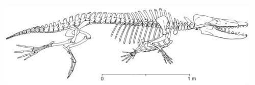 الأدلة العلميّة التي تثبت تطوّر الحوت من اسلاف بريّة - نظرية التطور ...