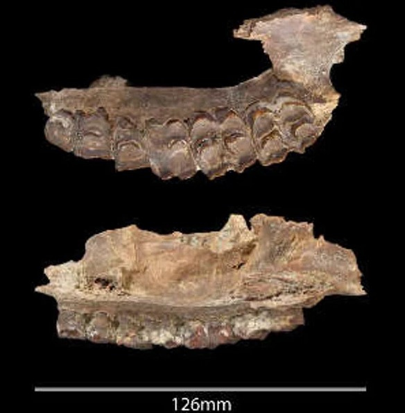 استُخرجت هاتان الأحفورتان من موقع تاي الغادة Credit: Palaeodeserts ...