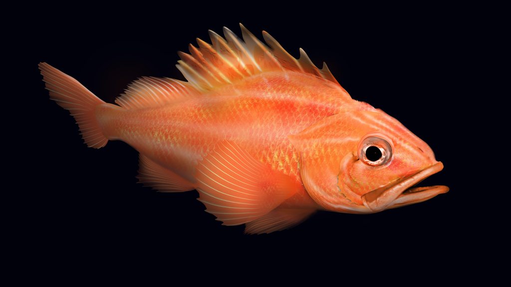 rougheye rockfish, Sebastes aleutianus also known as the blackthroat ...