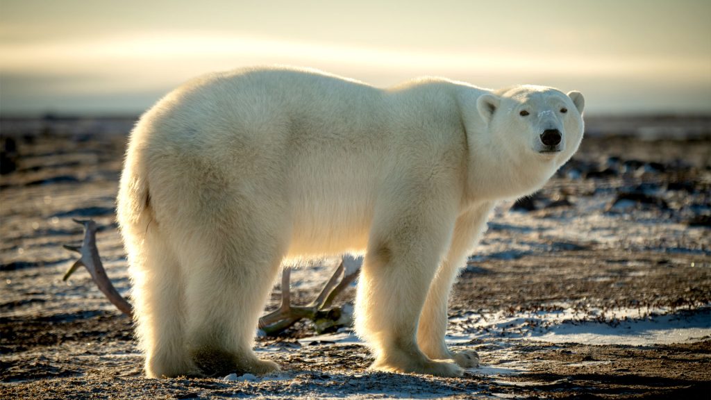 Polar-bear-population - نظرية التطور - التطور بالعربية