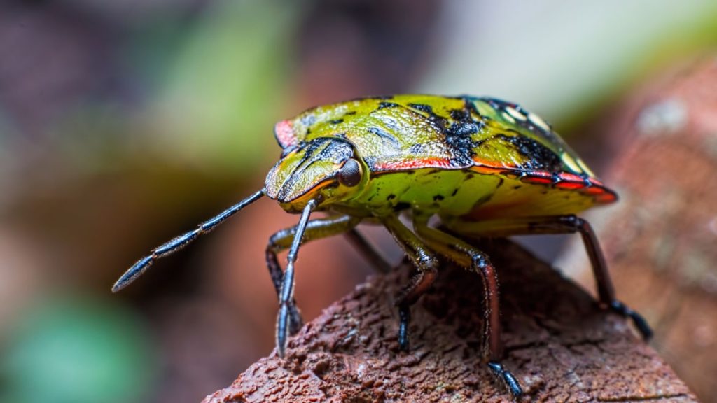 Stink bug - نظرية التطور - التطور بالعربية