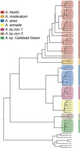 Phylogeny_of_diverse_species_of_the_Aphonopelma_tarantula_genus - نظرية ...