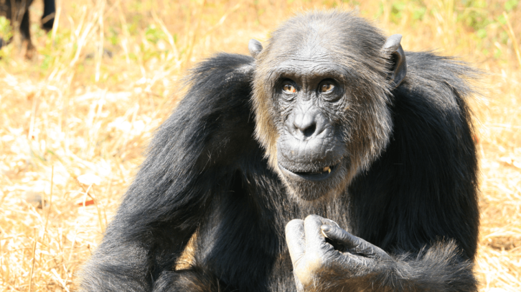 white-sclera-chimp-meta - نظرية التطور - التطور بالعربية