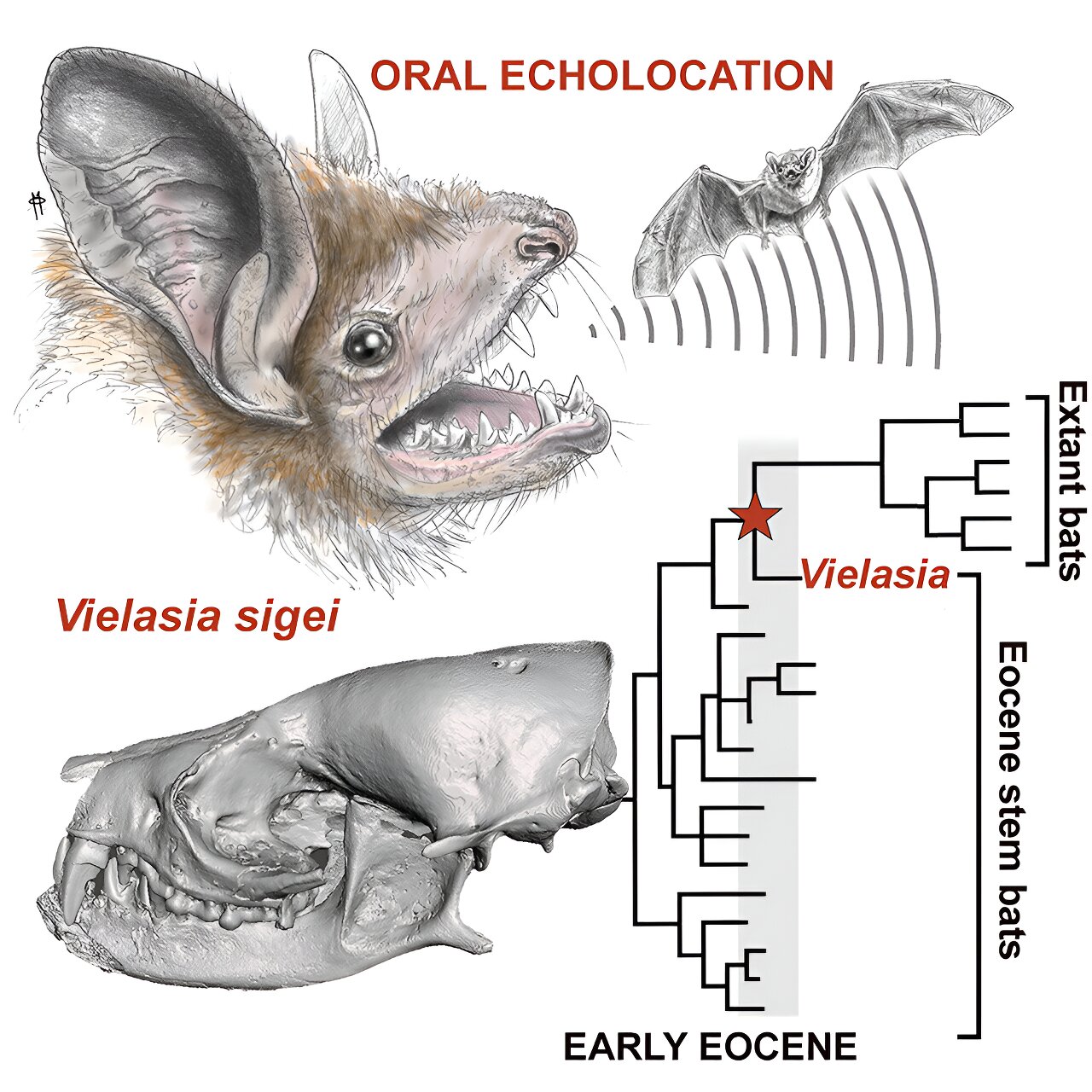 تجيب جمجمة الخفاش المتحجرة على بعض أسئلة العلماء التطورية - نظرية التطور - التطور بالعربية
