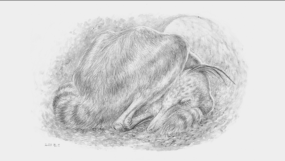 how-did-dinosaurs-sleep-meta - نظرية التطور - التطور بالعربية