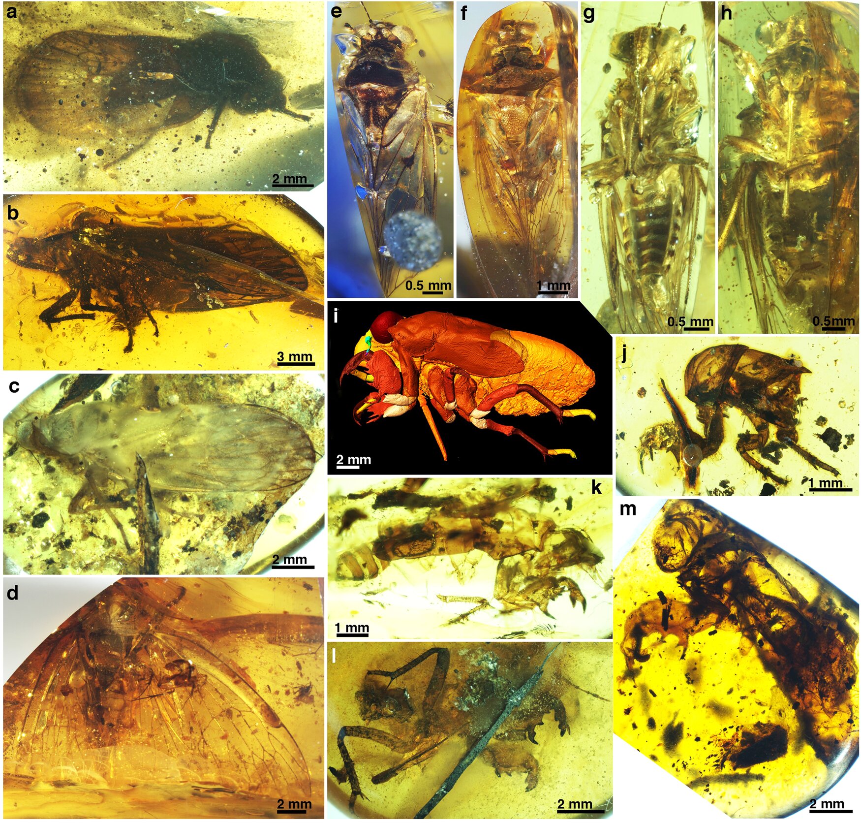 early-evolution-of-cic - نظرية التطور - التطور بالعربية